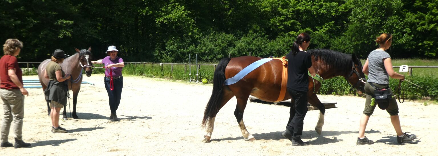 TTouch®Aktiv Kurse und Präsentationen - Tellington TTouch® Österreich ...